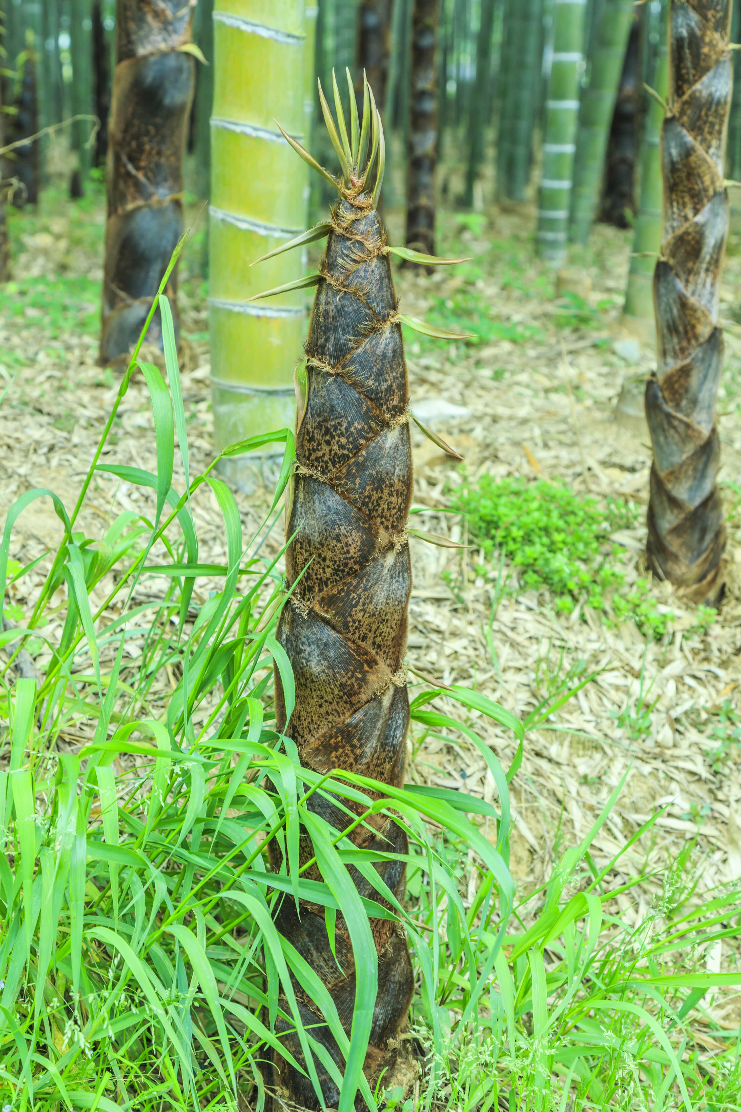 Salvadora persica (Arak Miswak Tree) – Pine Landscaping