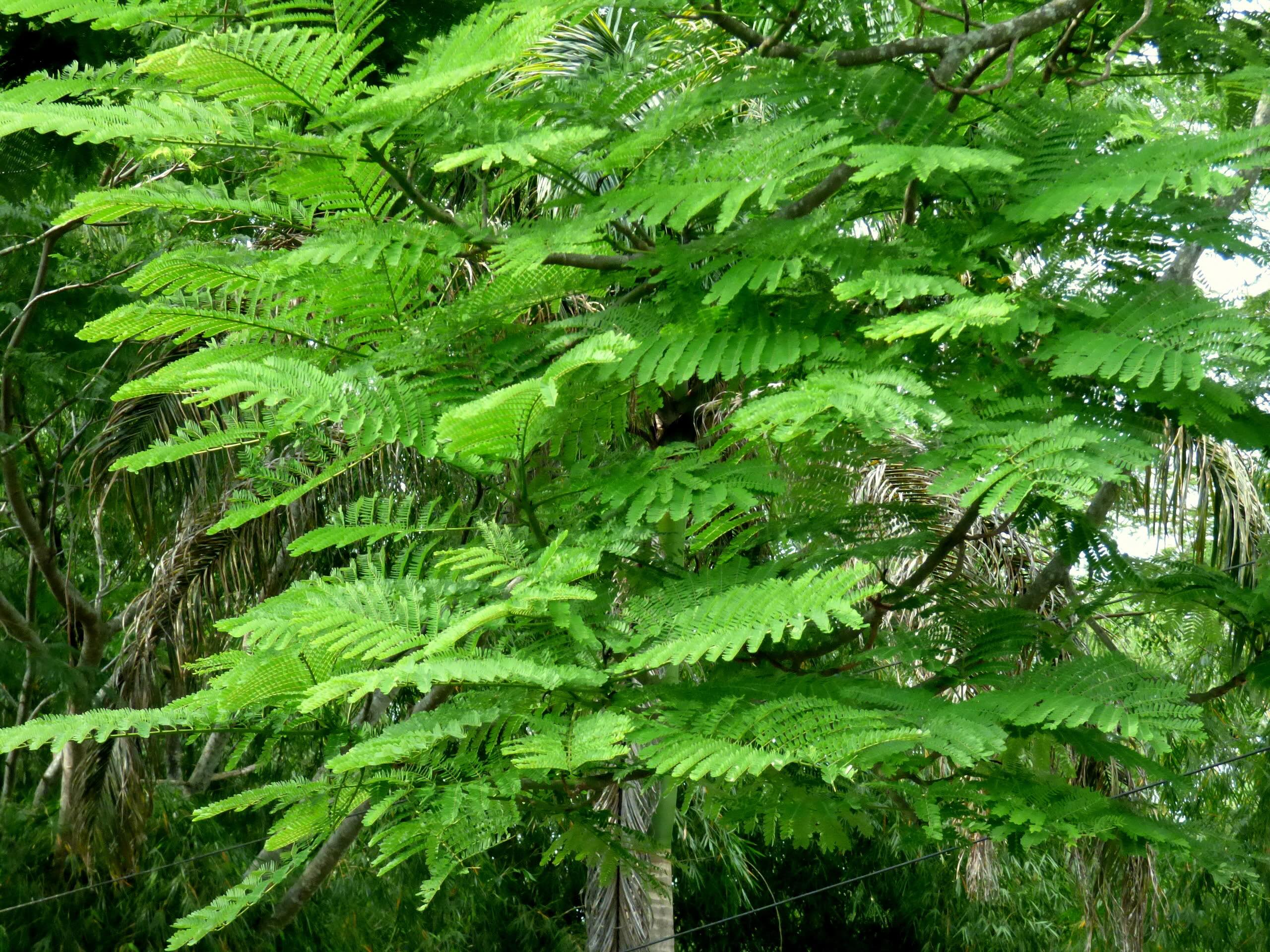 Schizolobium parahyba (Brazilian Fern Tree) – Pine Landscaping