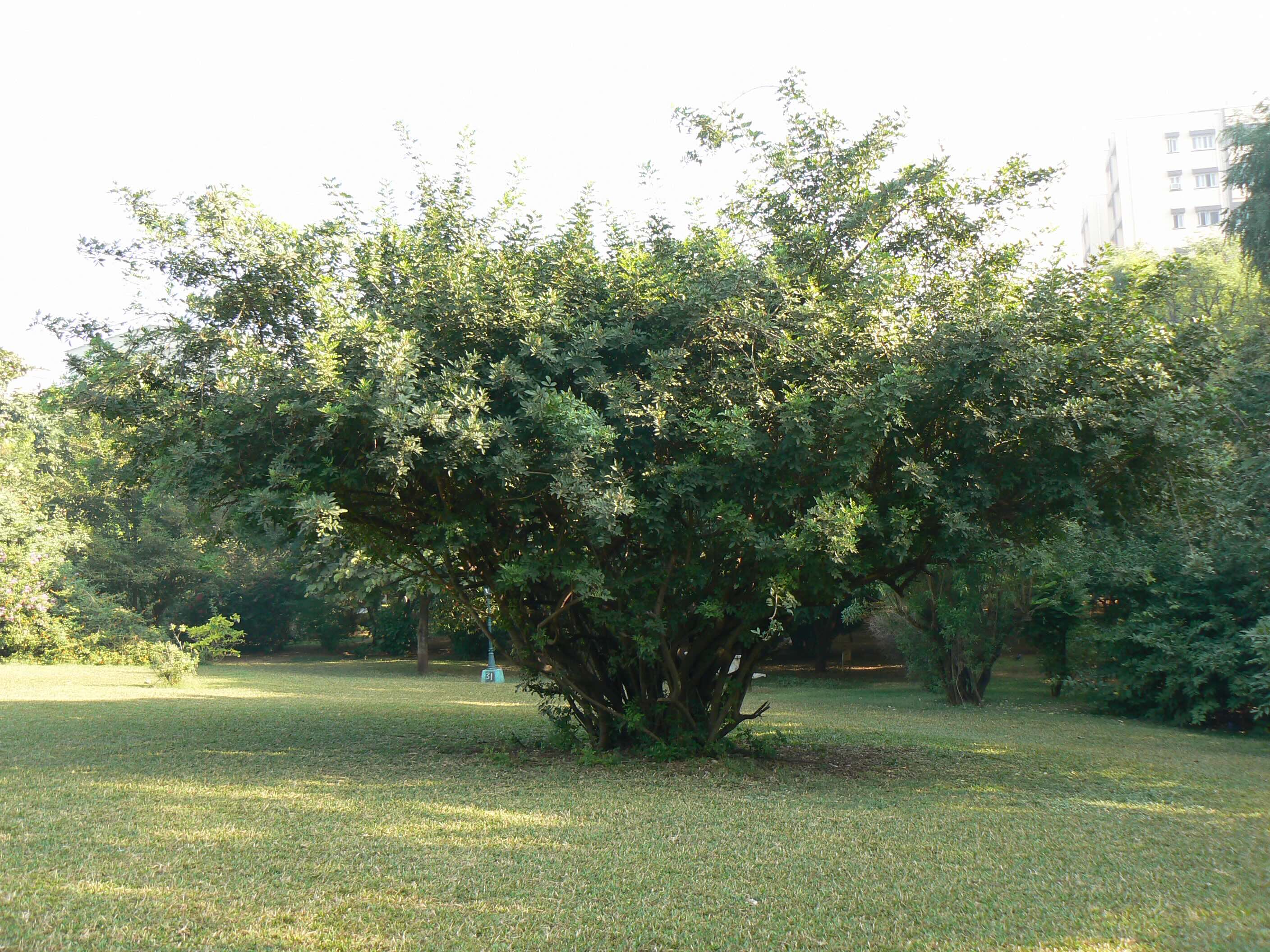 Brazilian pepper tree (Schinus terebinthifolius) – Pine Landscaping