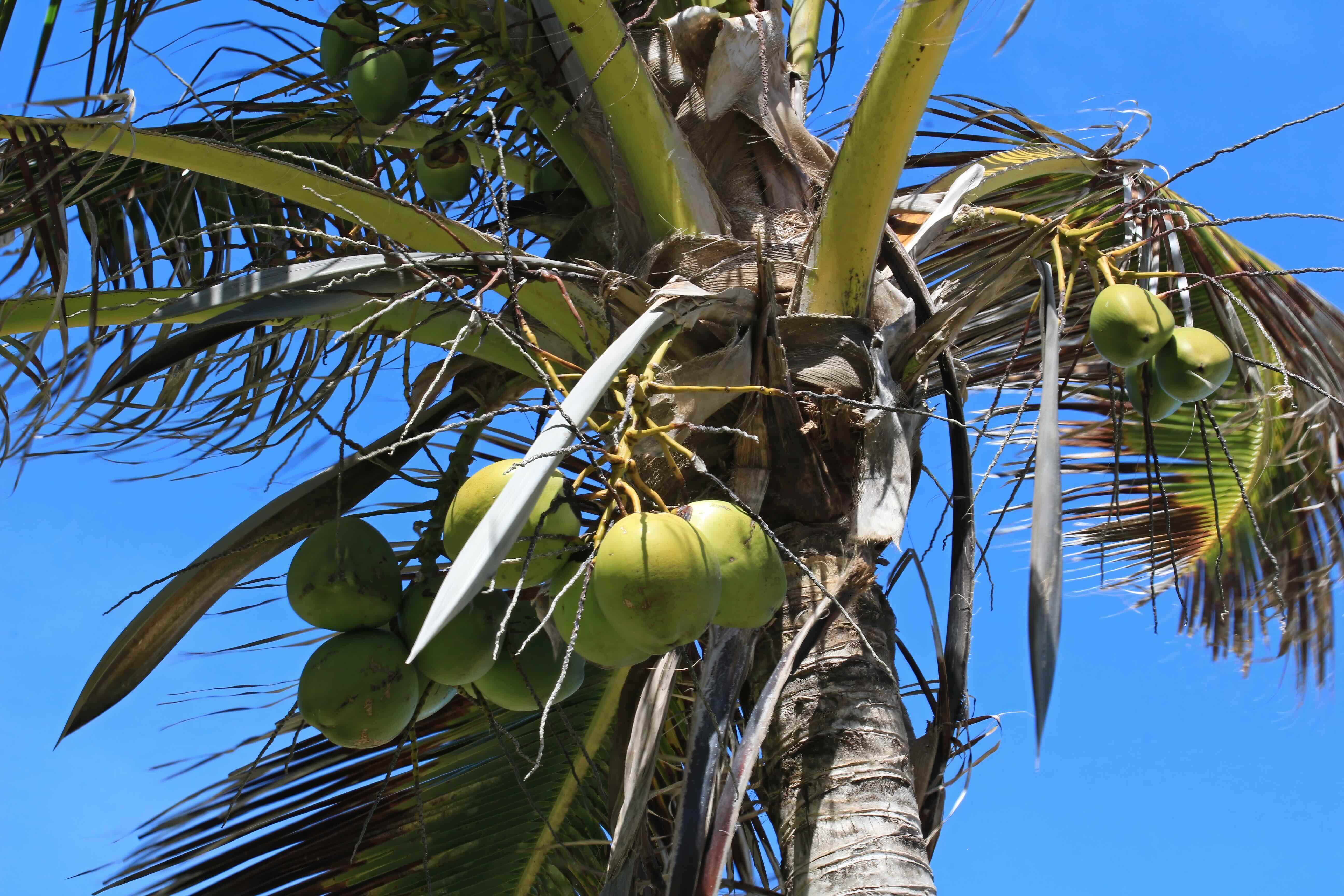 Coconut palm (Cocos nucifera) – Pine Landscaping