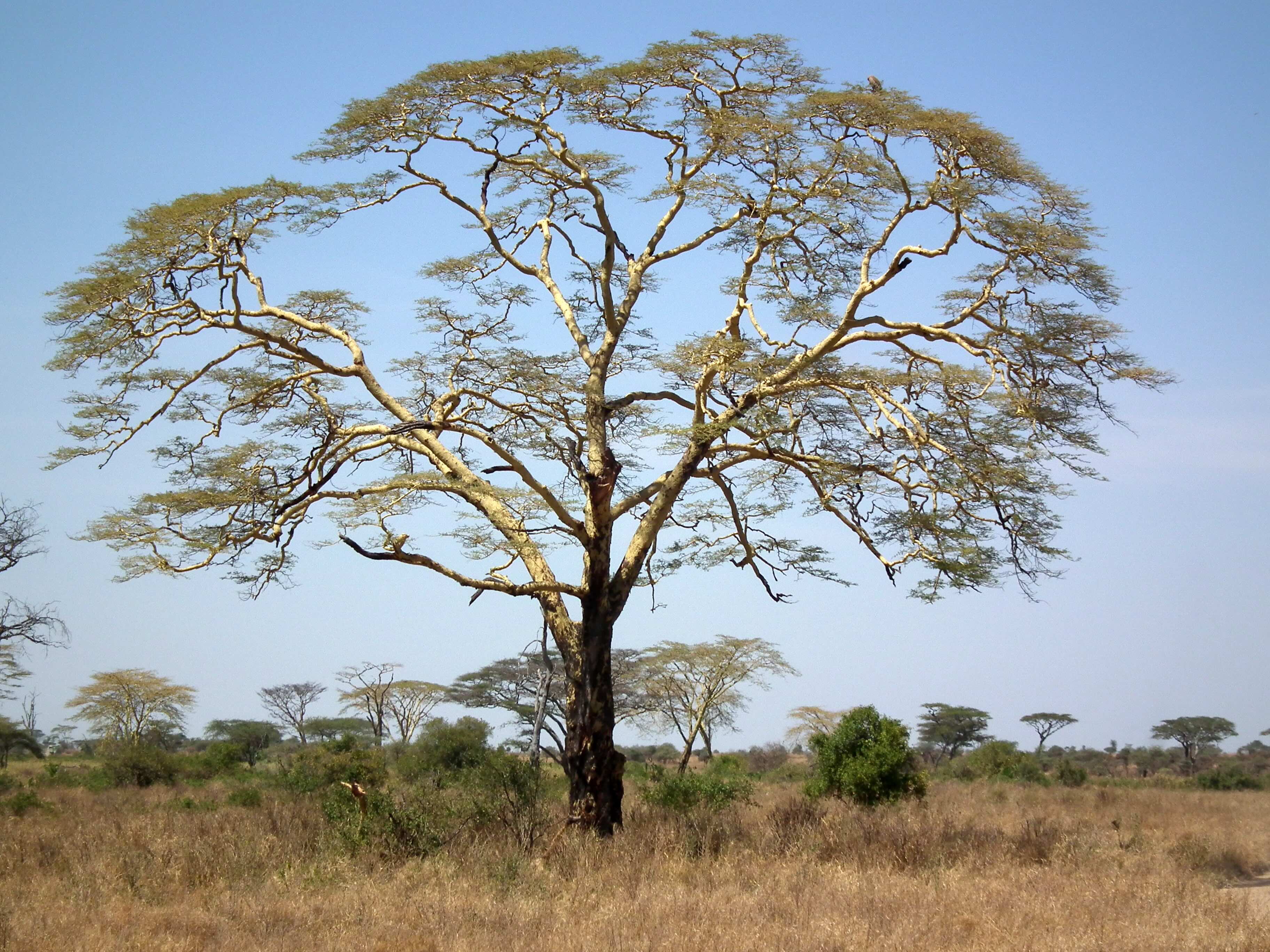 Fever tree (Acacia xanthophloea) – Pine Landscaping