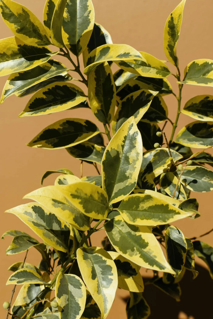 Indian laurel fig (Ficus microcarpa) – Pine Landscaping