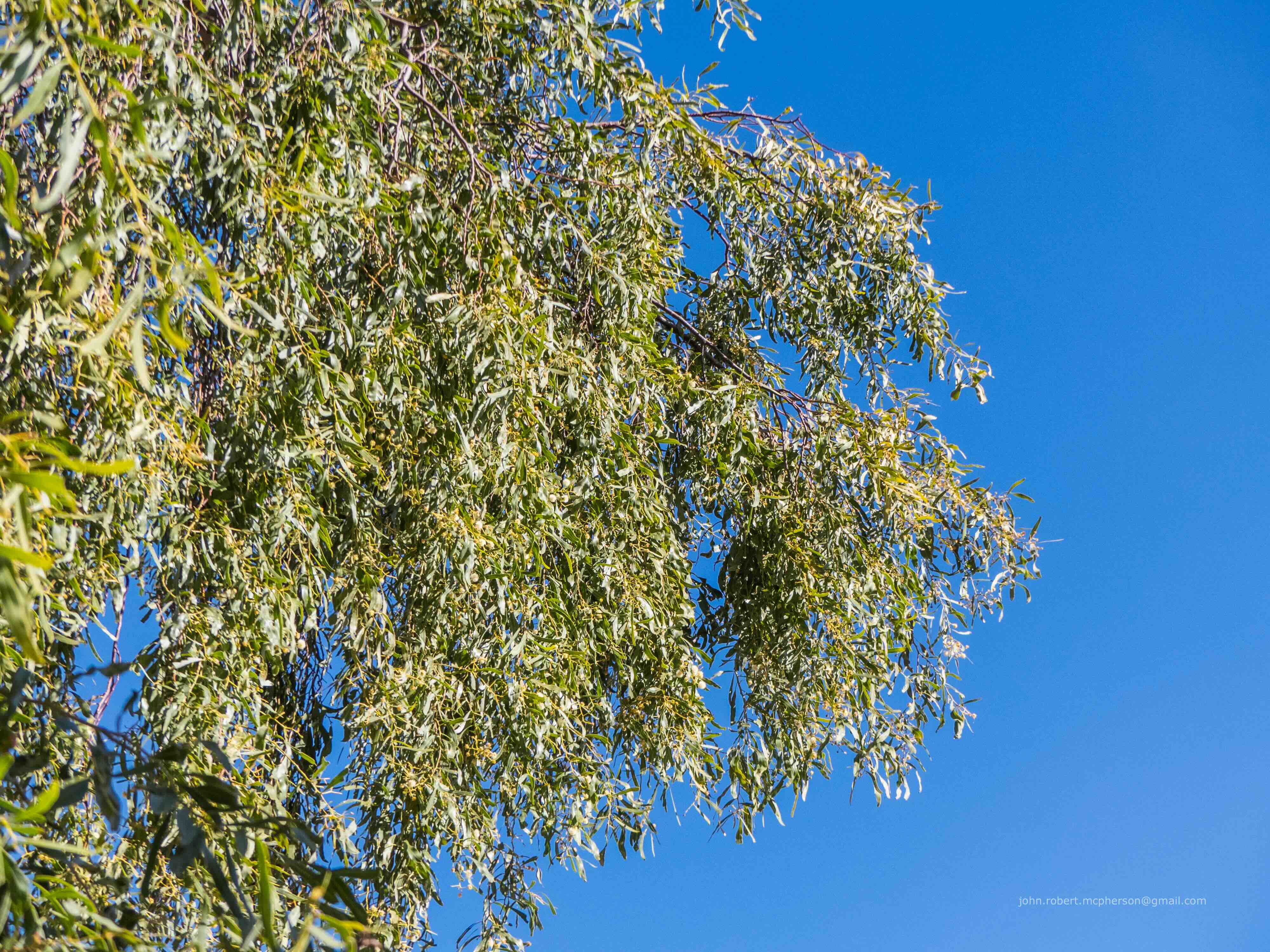 Acacia ampliceps (Salt Wattle) – Pine Landscaping