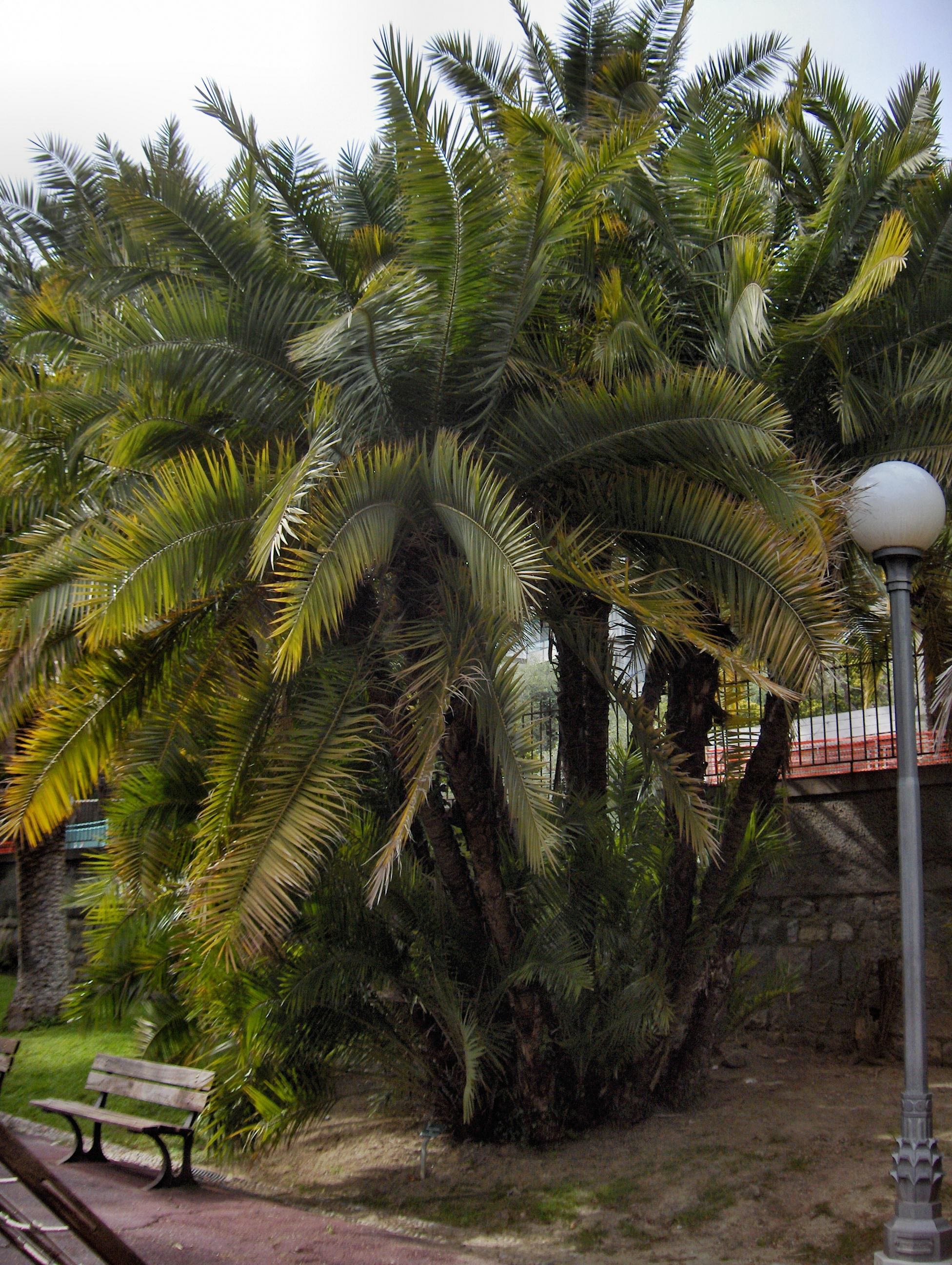 Phoenix reclinata (Senegal Date Palm) – Pine Landscaping